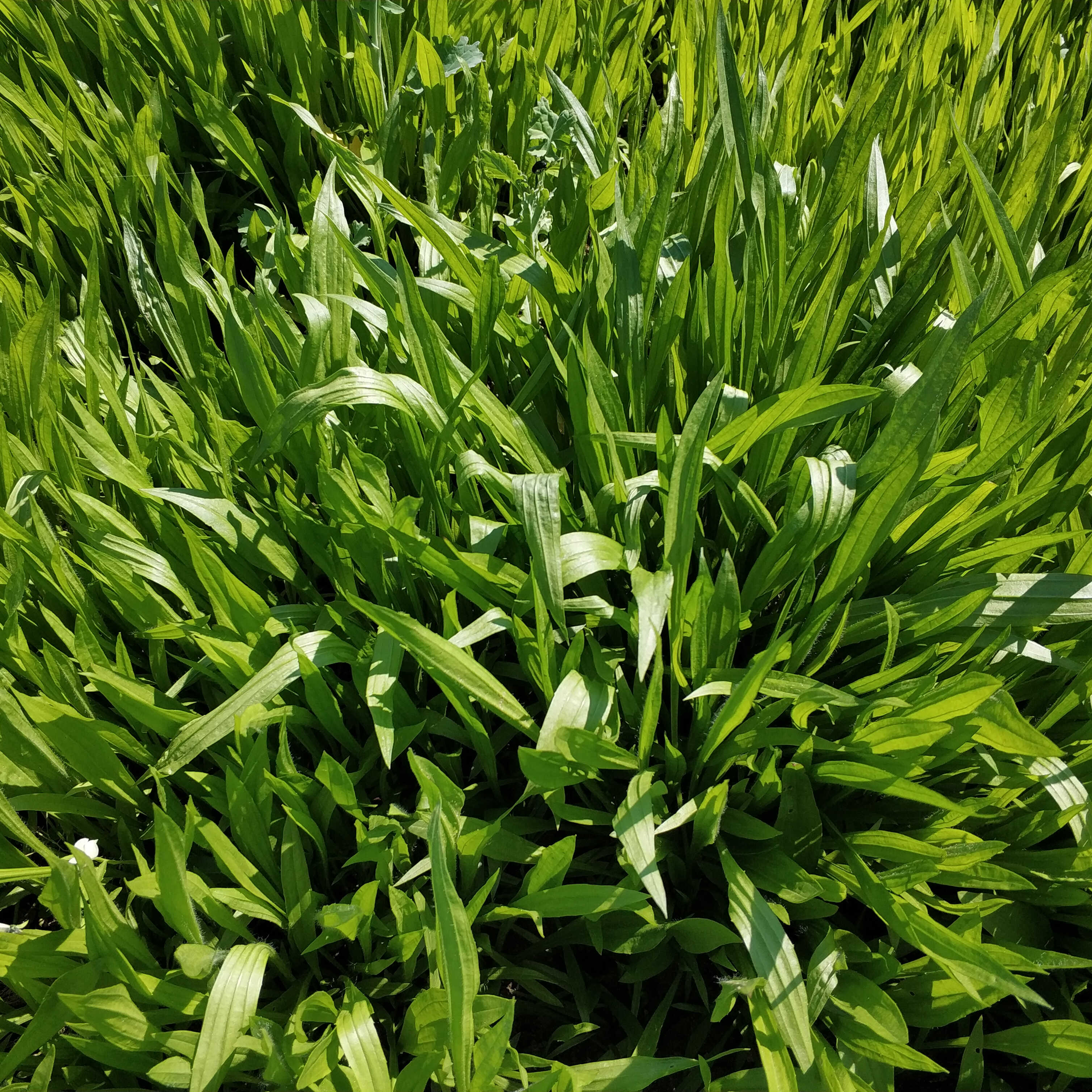 Jitrocelový sirup | Léčivé bylinky | Herba·Roja